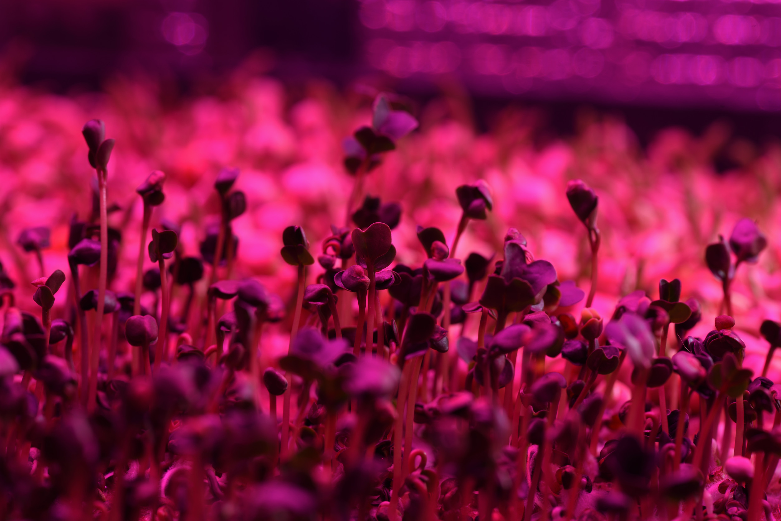 Quelle lampe pour autofloraison ? LED, CFL ou HPS